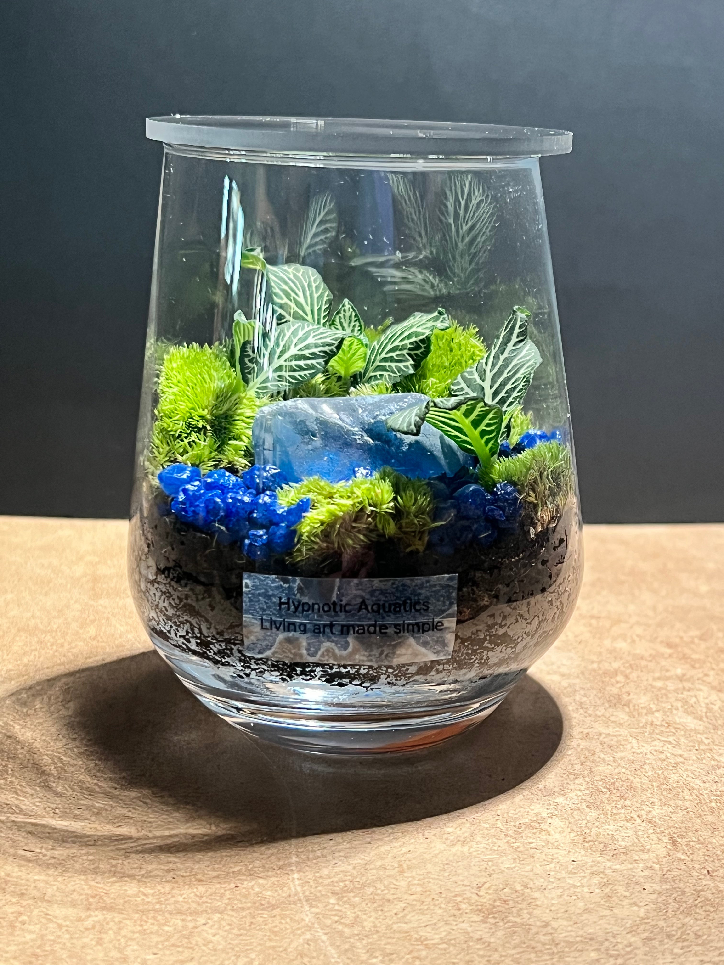 Terrarium 610 – Hypnotic Aquatics